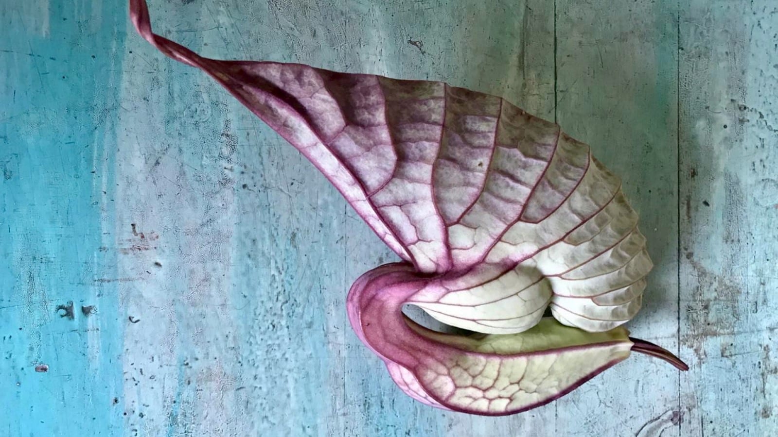 Invisibile: l'arte dell'ascolto al Teatro Valle